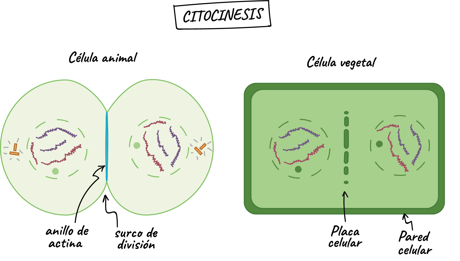 Qué significa ser asexual: mitos y realidades explicadas